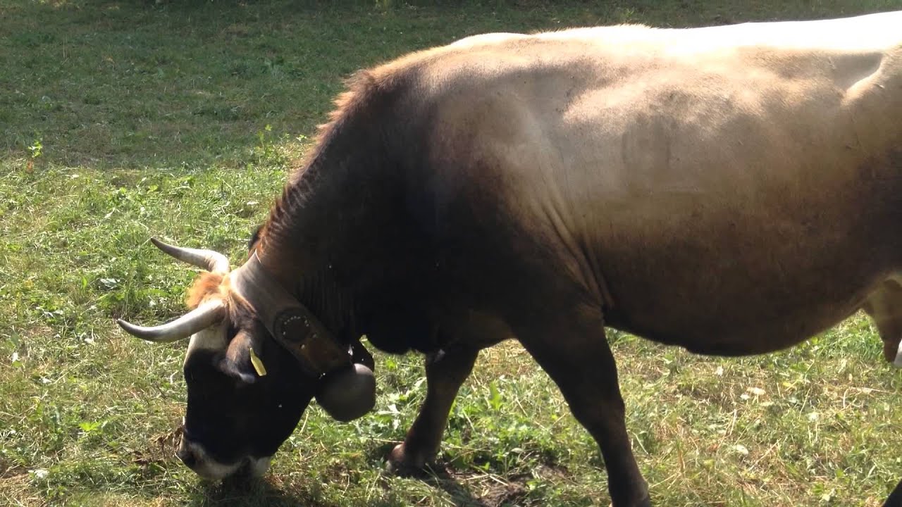 Mucche al pascolo - YouTube