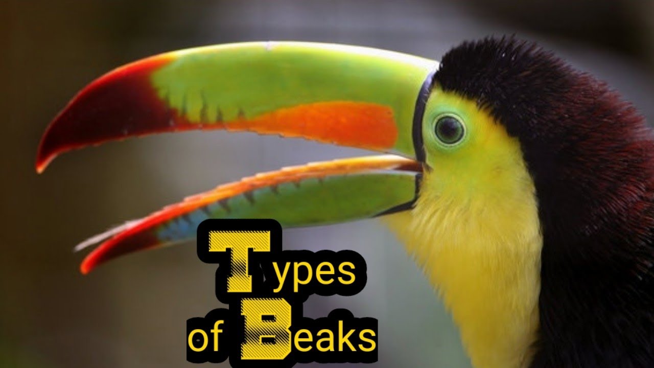 Types of Beaks of Birds - YouTube