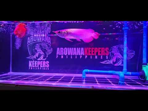 Meet Labuyo (My Red Chilli Arowana) #arowana #fish #asianarowana #redarowana #pets #pet #petlover