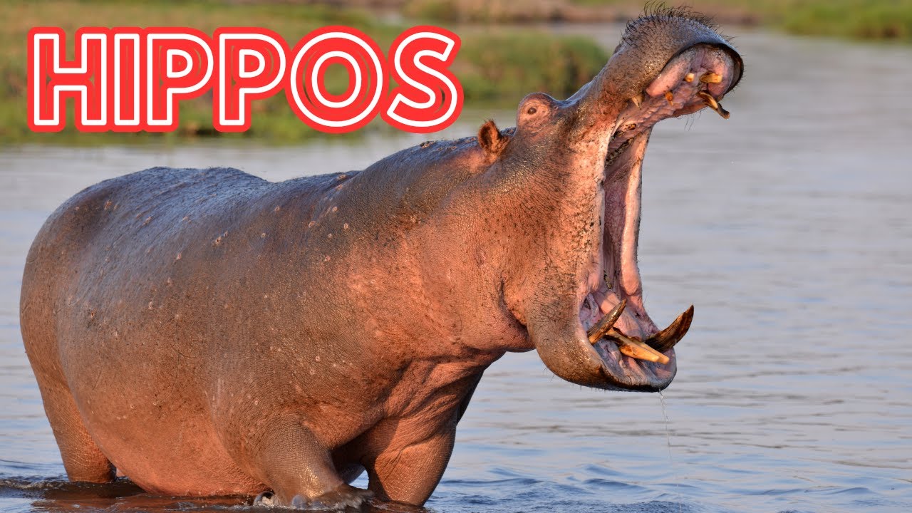 Fun Facts About Hippos for Kids | Amazing Animals Series - YouTube