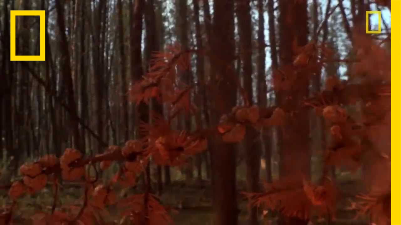 Surrounded by Fire | National Geographic - YouTube
