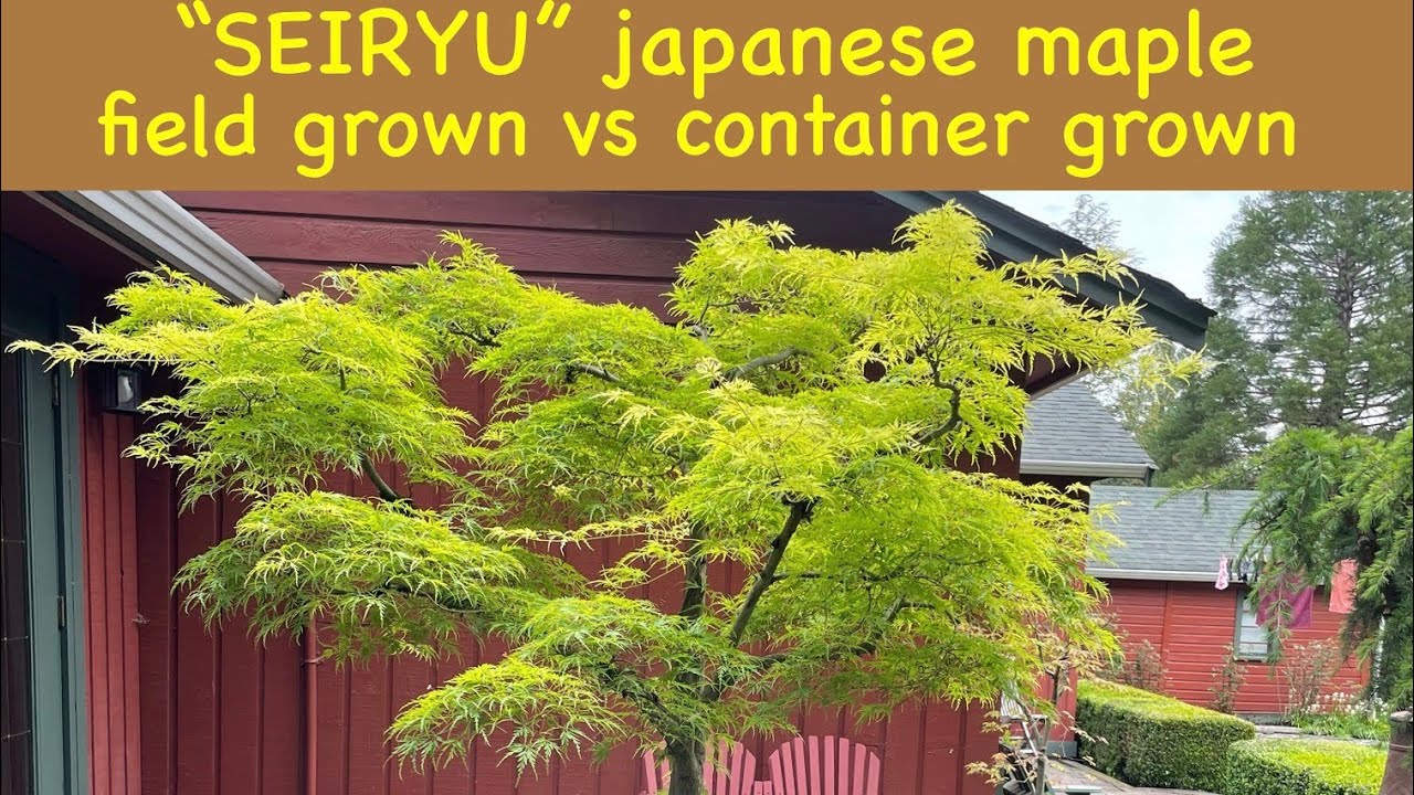 Seiryu Japanese Maple