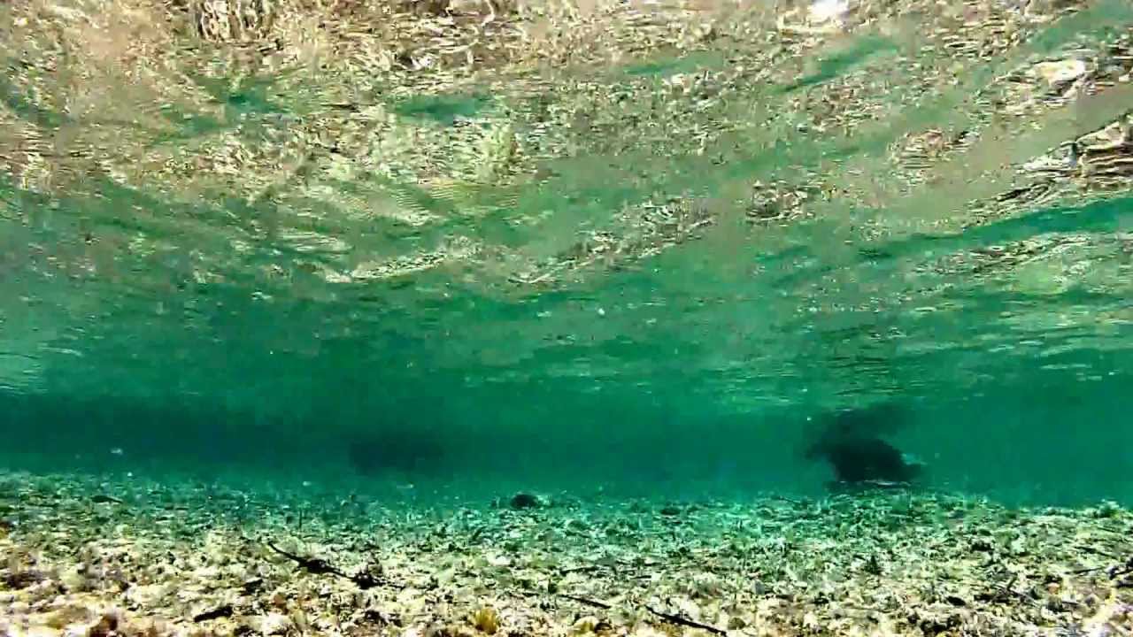 GoPro Gallipoli fondale marino isola di S. Andrea - YouTube