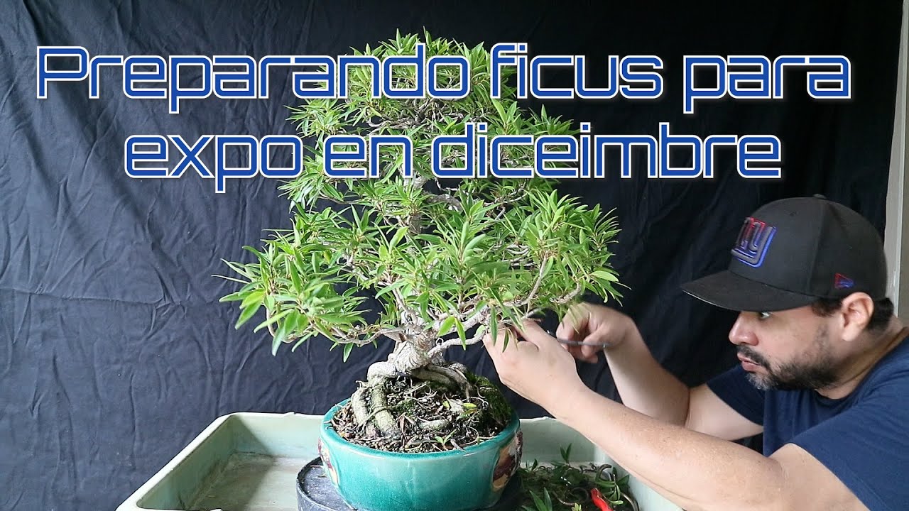 Preparando ficus nerifolia para expo en diciembre – Amabi Bonsai ...
