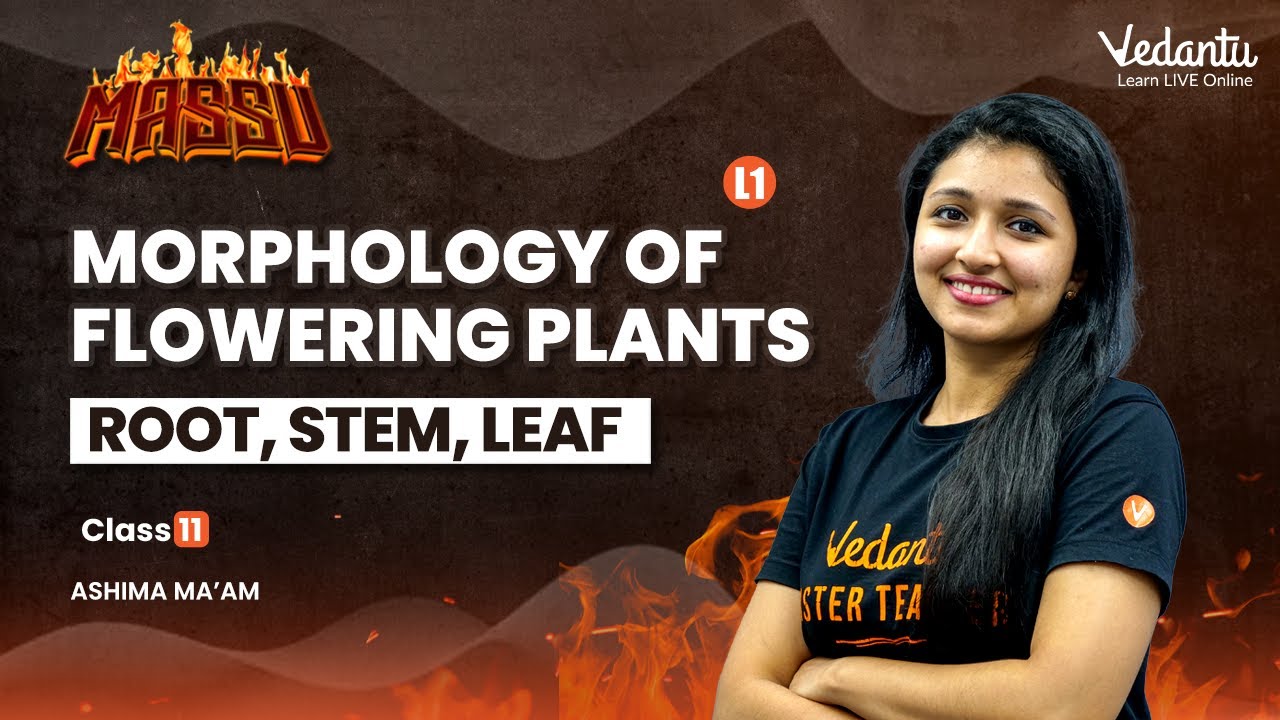Morphology of flowering plants - L1 - Root, stem, Leaf | Class 11 ...