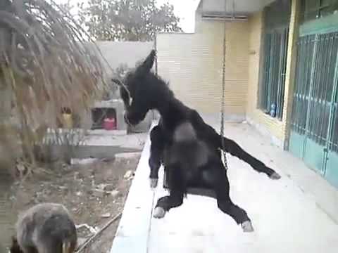 gulmeli video