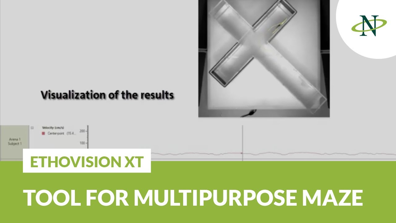EthoVision XT - Analysis tool for multi-purpose cross maze - Zebrafish research - YouTube