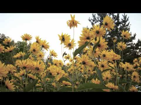 Michael Bocian, Scott Lee, Mark Feldman "Invention" Wood - YouTube