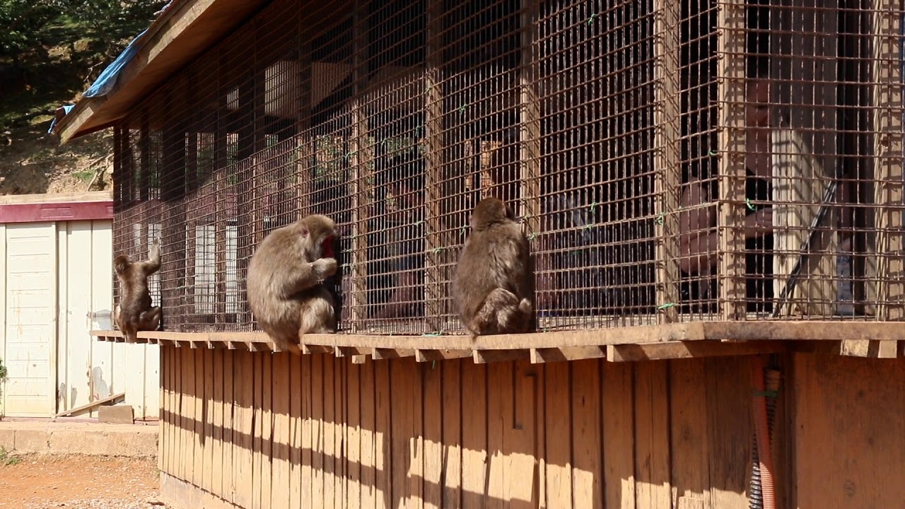 Monkey Jailers control over human beings in prison.[원숭이교도관이 감옥에서 인간들을 ...