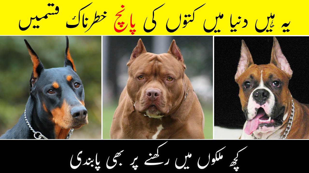 Top 5 Most Dangerous Dogs in the World | Aggressive Dogs Breed - YouTube