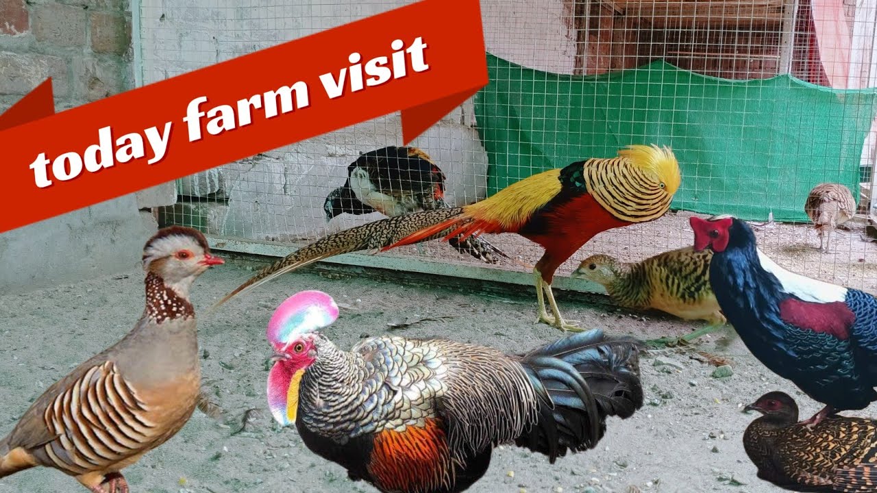 How To Make Money At Home With Peacock Farming | Exotic Birds Farming ...