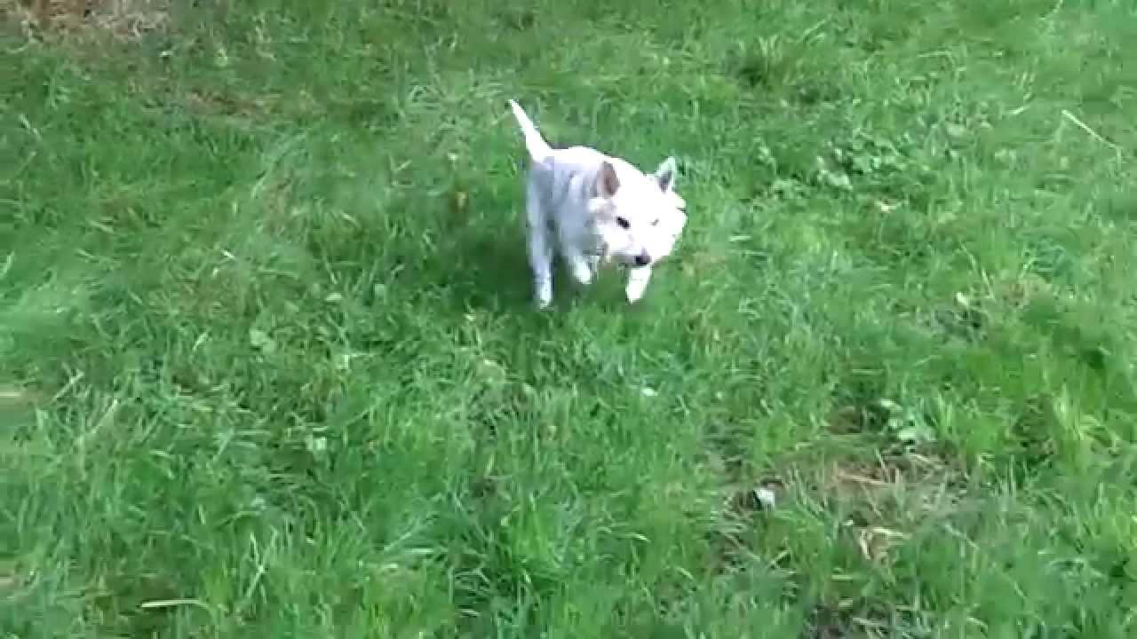 The HUNGRIES! Alfie Springer, Jess Westie & Bichon Pepper. - YouTube