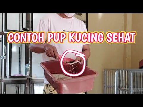 PUP KUCING ADA CACING PUTIH PUTIH - YouTube