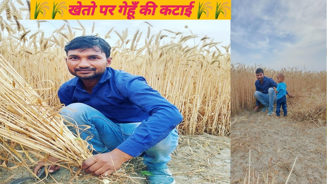 Hamare Khet Me Gehun🌾 Ki Katai 🙂 With Family #agriculture - YouTube