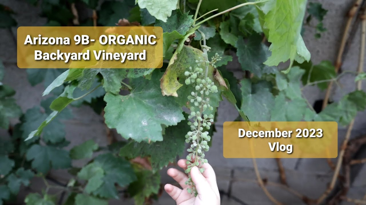 Organic Vineyard Tour: Exceptional Heat Resistant Wine Grapes - December 2023 Vlog - YouTube