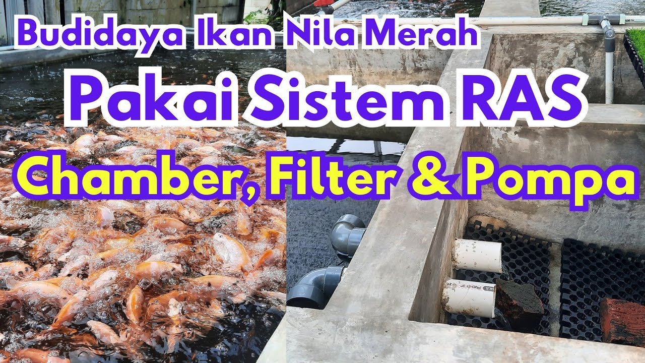 Filter Sistem RAS, Pompa, Chamber & Filter Seluas 30 m³ Hanya Gini ...