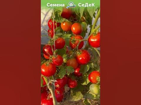 Самран - это самый ранний томат! - YouTube