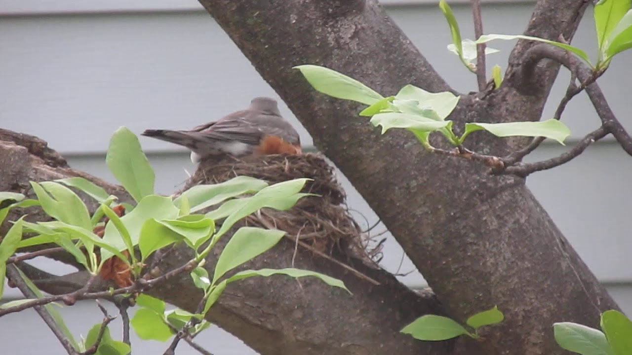 MVI 4637 Mama robin feeding her 3 babies #1 - YouTube