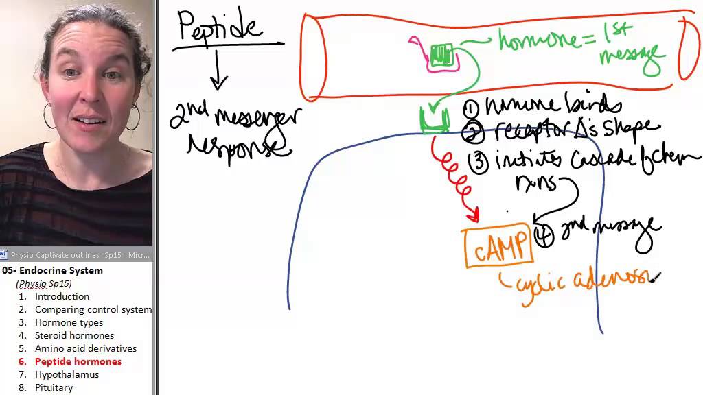 Endocrine 6- Peptide hormones - YouTube
