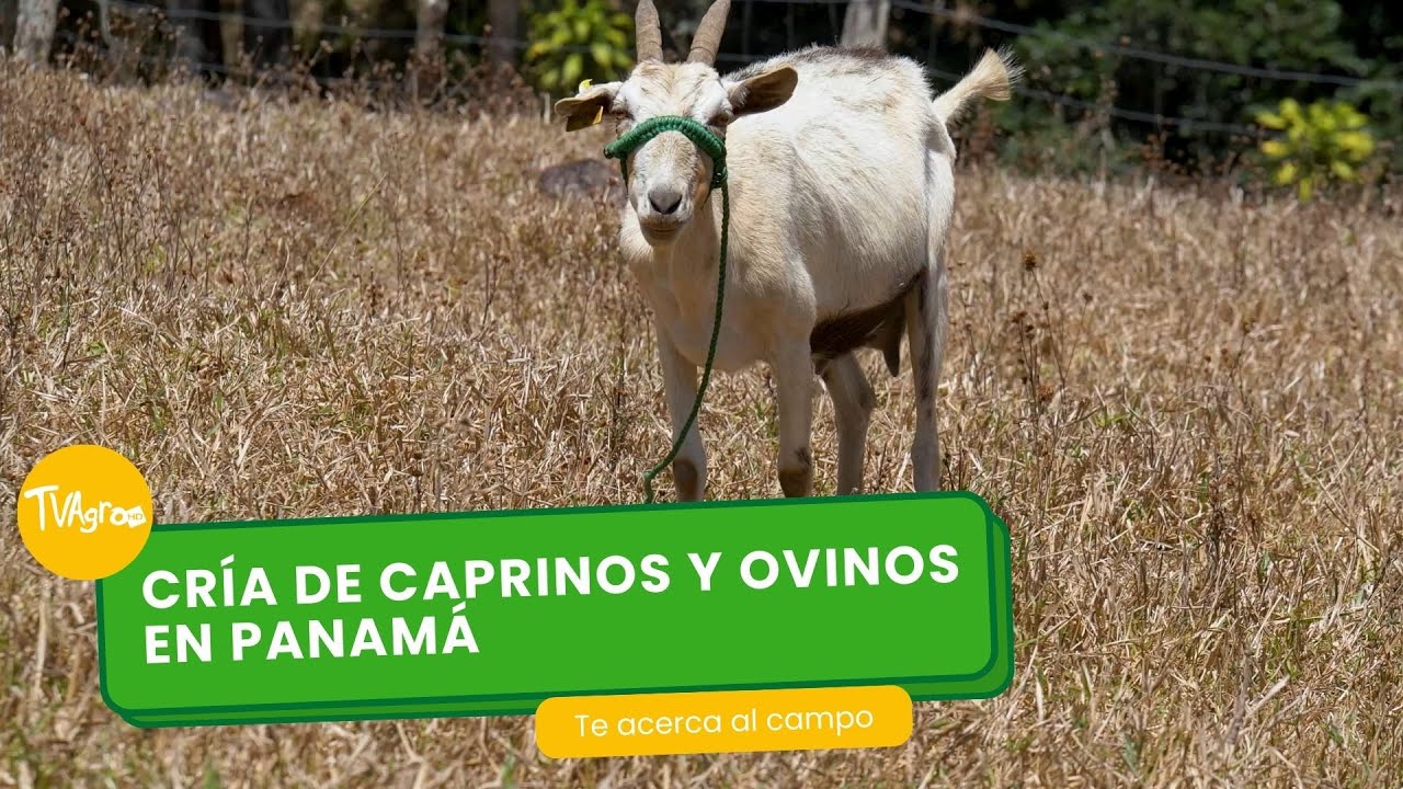 Cría de caprinos y Ovinos en Panamá- TvAgro por Juan Gonzalo Angel ...