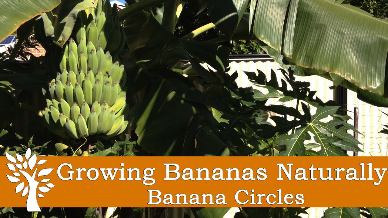 Growing Bananas Naturally - Banana Circles - YouTube