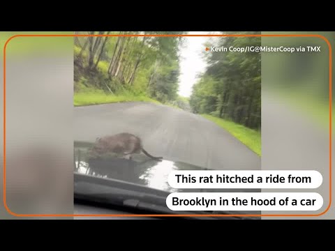 Rat hitches ride on hood of car from Brooklyn