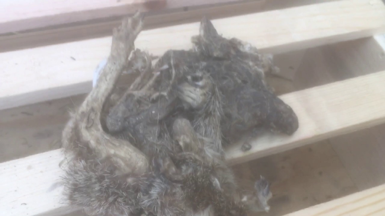 Dead Chupacabra Found - YouTube
