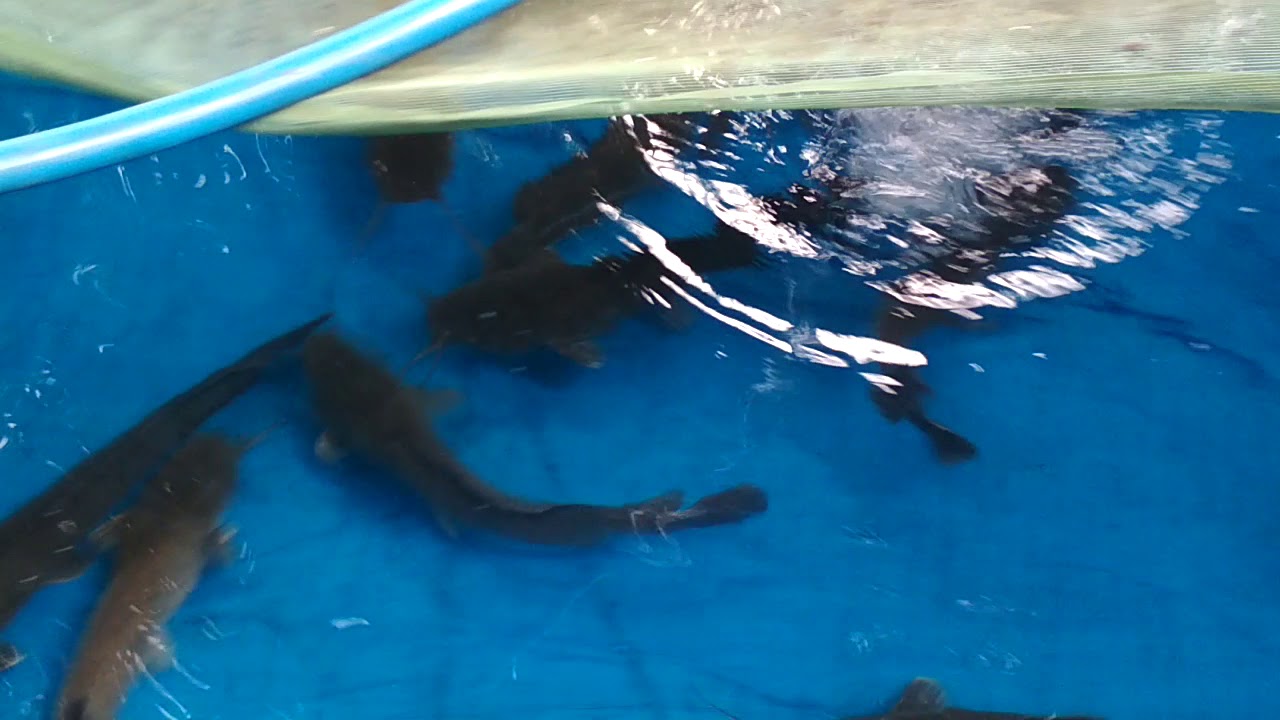 Induk lele pilihan - YouTube