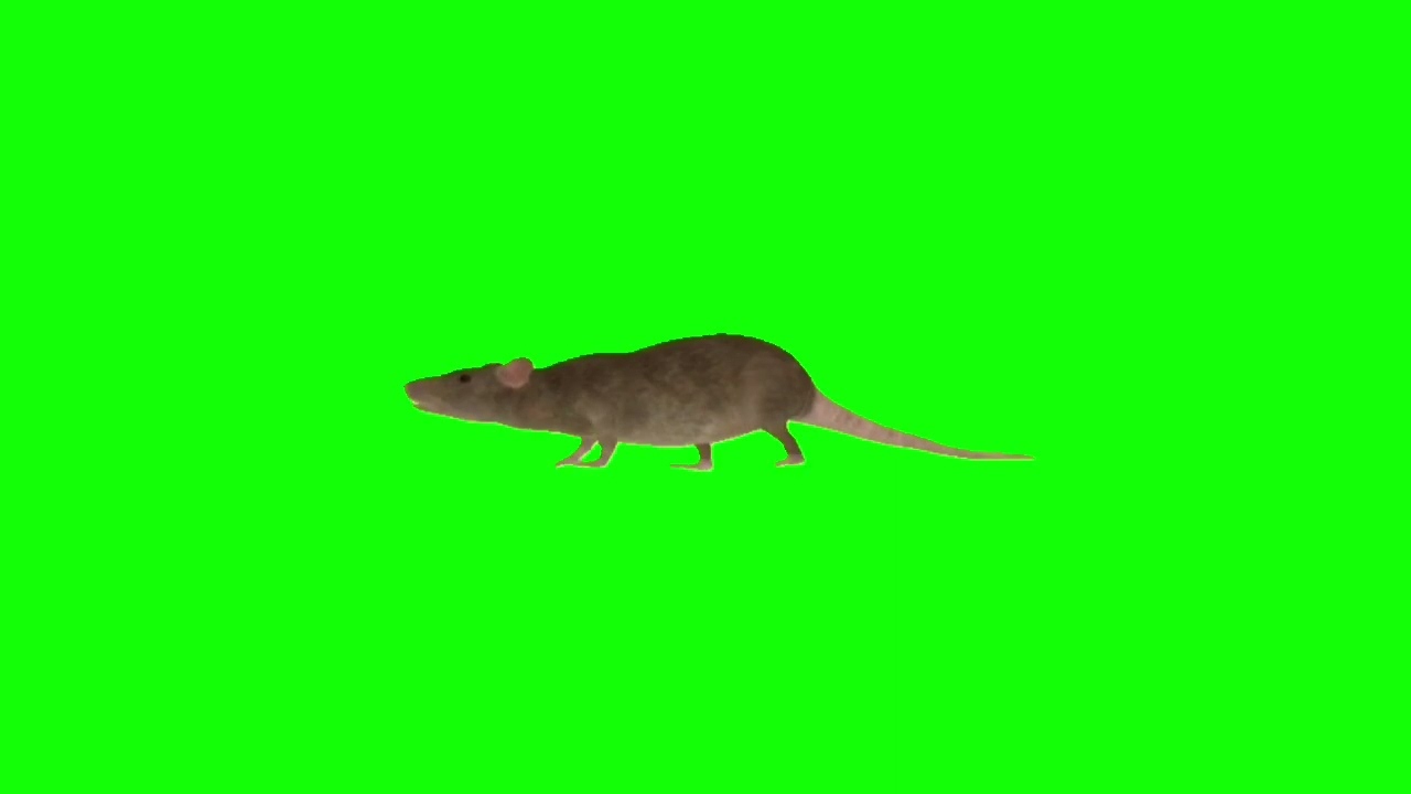 Green screen walking Rat 🐀// Green screen Rat 🐀// चूहा 🐀 - YouTube