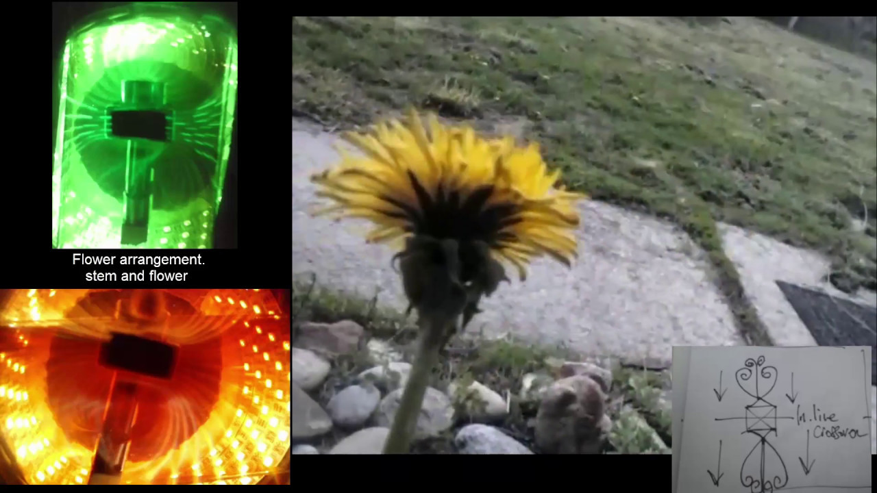 Dandelion Magnetic field-all flowers. - YouTube