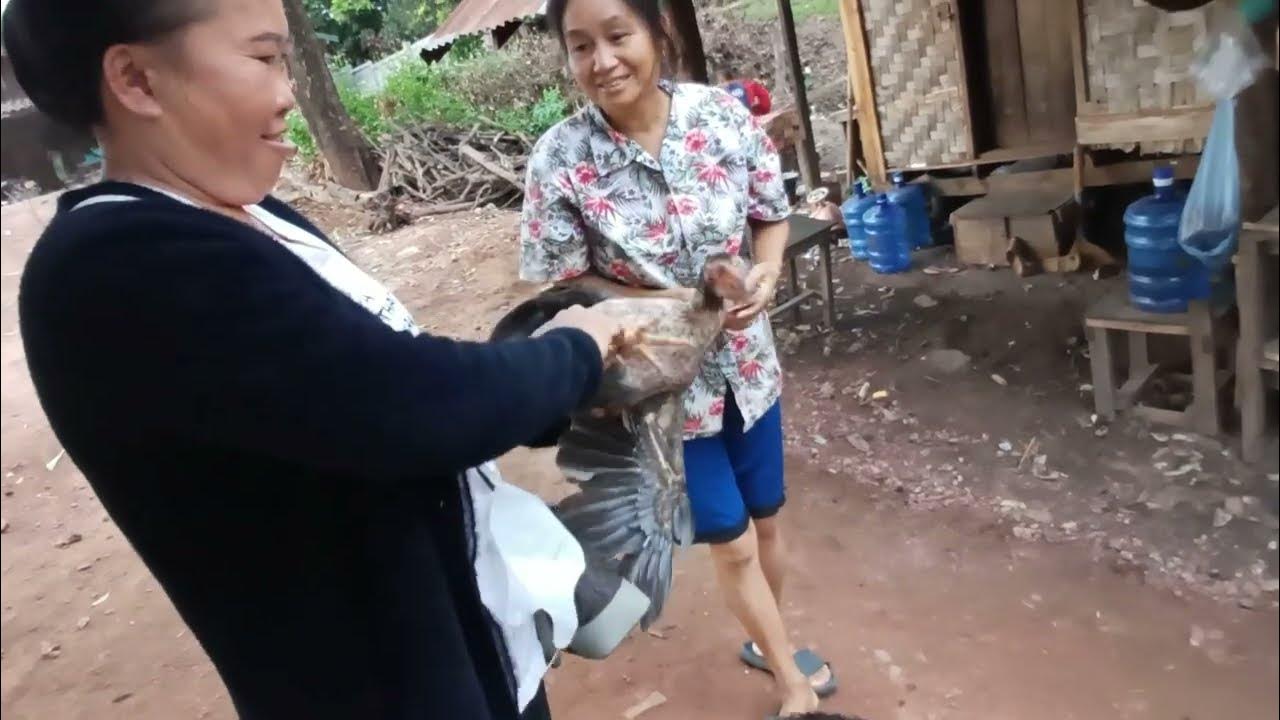 yuav qaib wb yuav rov mus tsev tag kis - YouTube