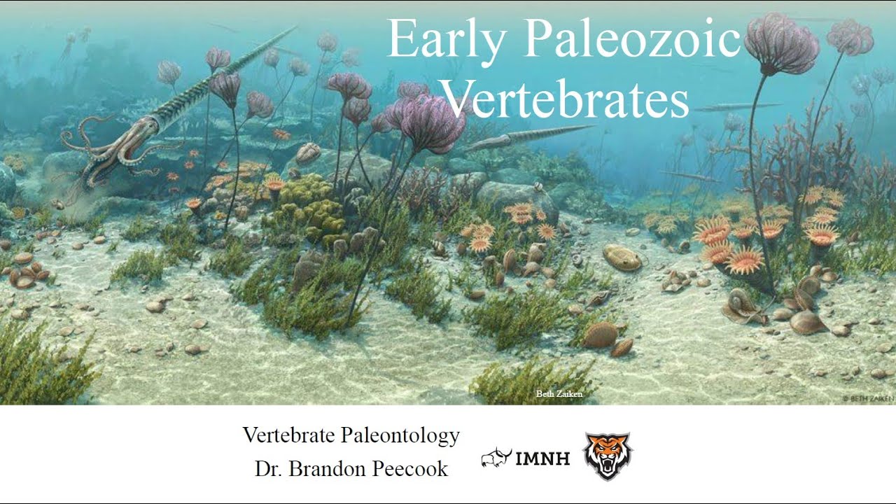 Lecture 6: Early Paleozoic Vertebrates (Jan 25) - YouTube