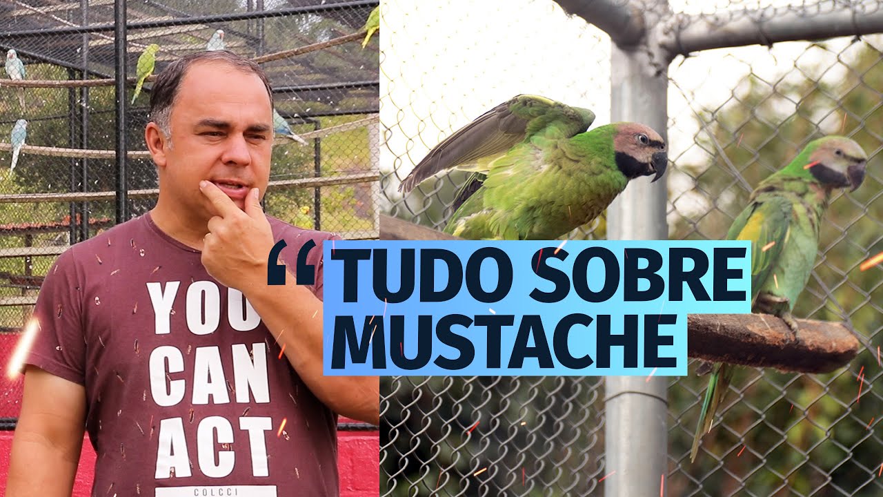 VALE A PENA CRIAR MUSTACHE? - YouTube