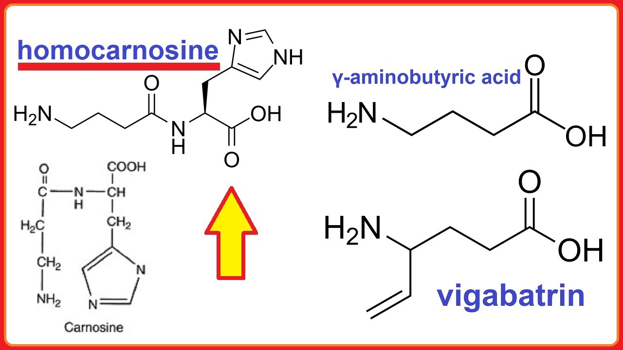 homocarnosine - YouTube