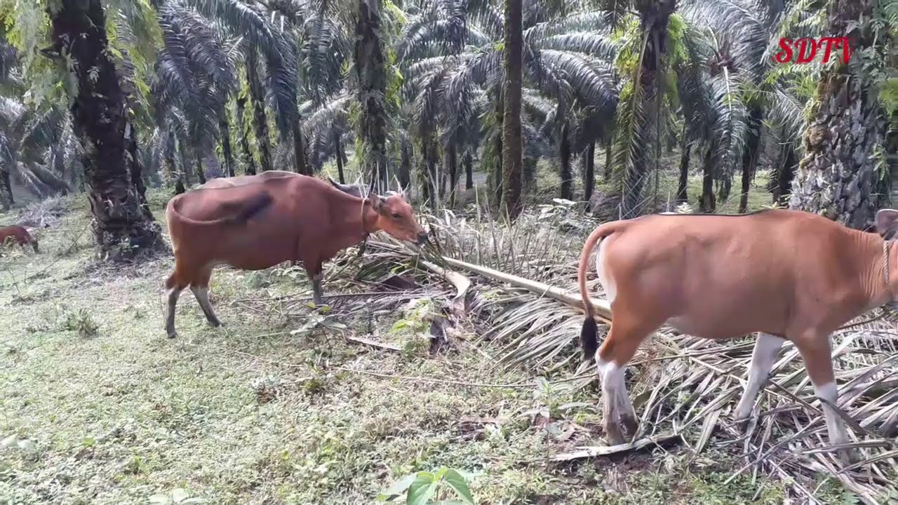 Pakan Sapi Berlimpah, Inilah Mudahnya Ternak Sapi di Perkebunan Sawit ...