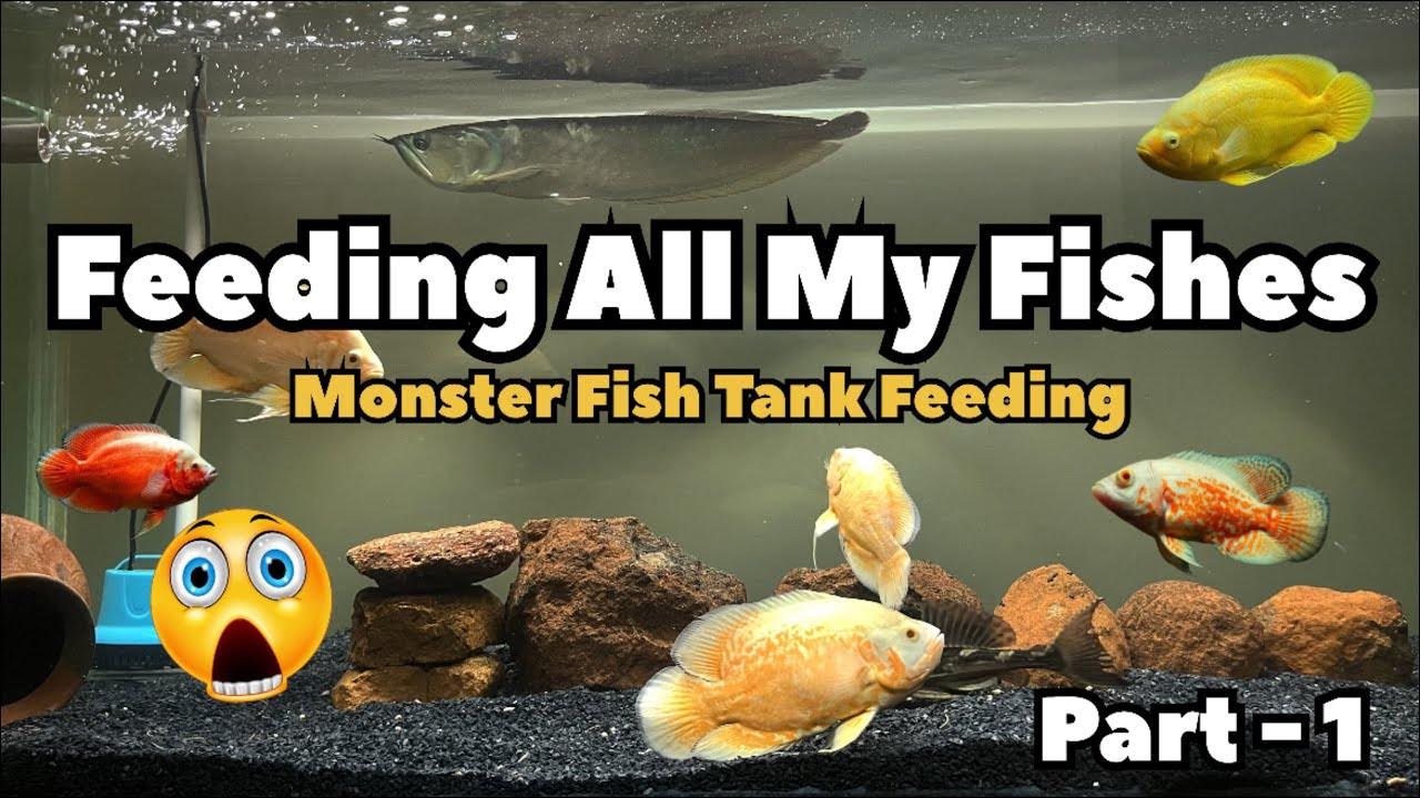 Feeding All My Fishes Part 1 -🐟Feeding My Monster Fish Tank😱| Balanced ...