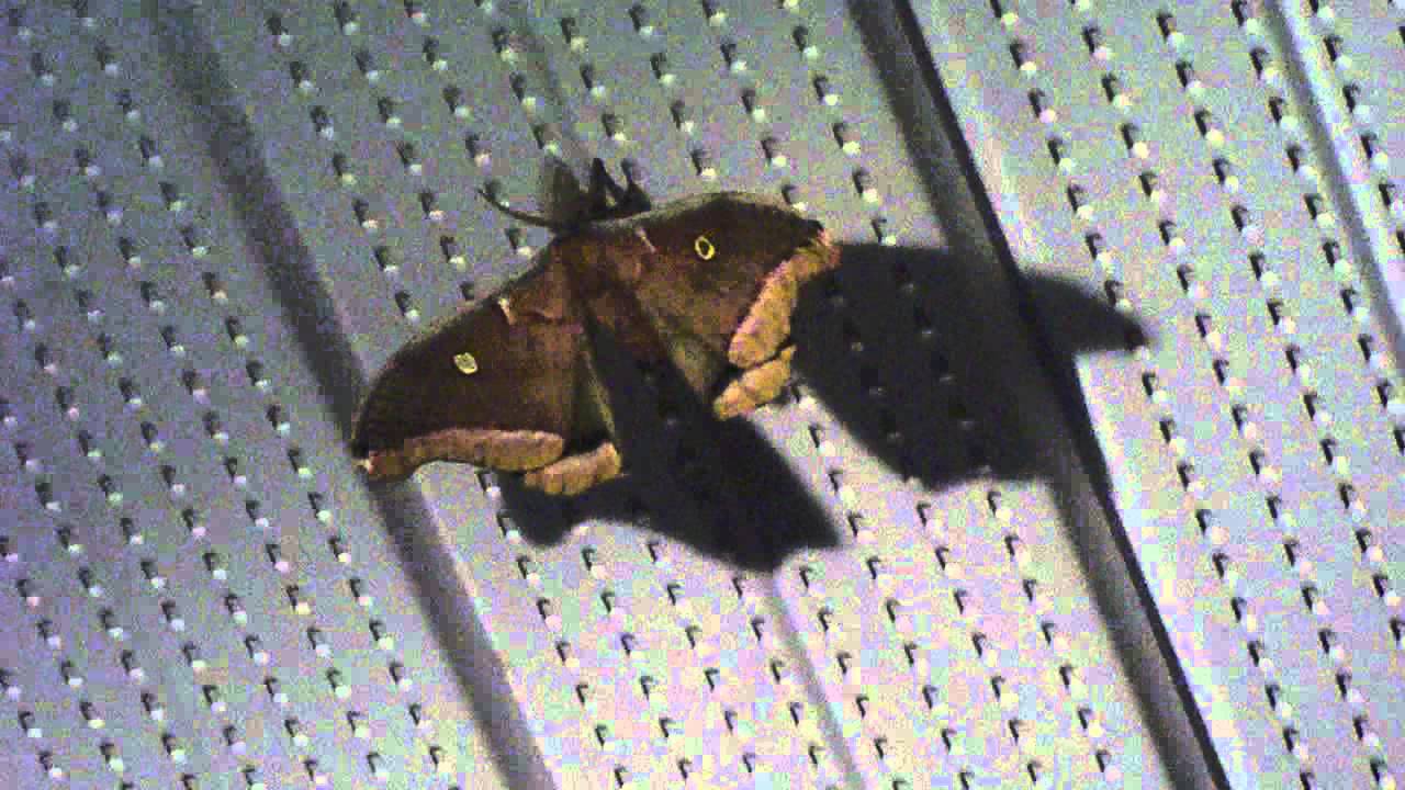 gros papillon de nuit - YouTube