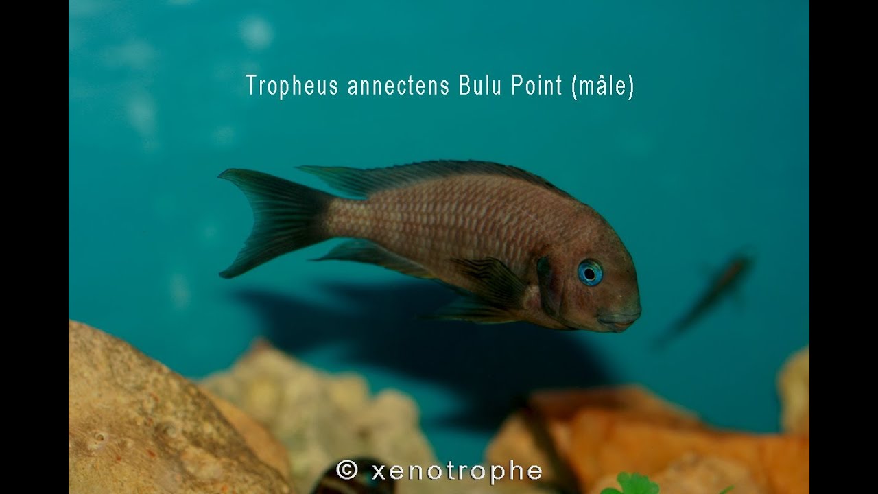 Tropheus annectens Bulu Point (1) / © M.M. © - YouTube