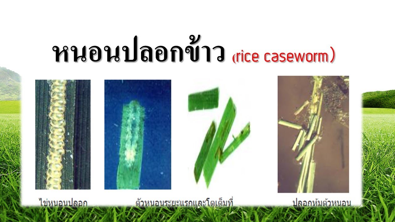 หนอนปลอกข้าว (rice caseworm)ศัตรูข้าว - YouTube