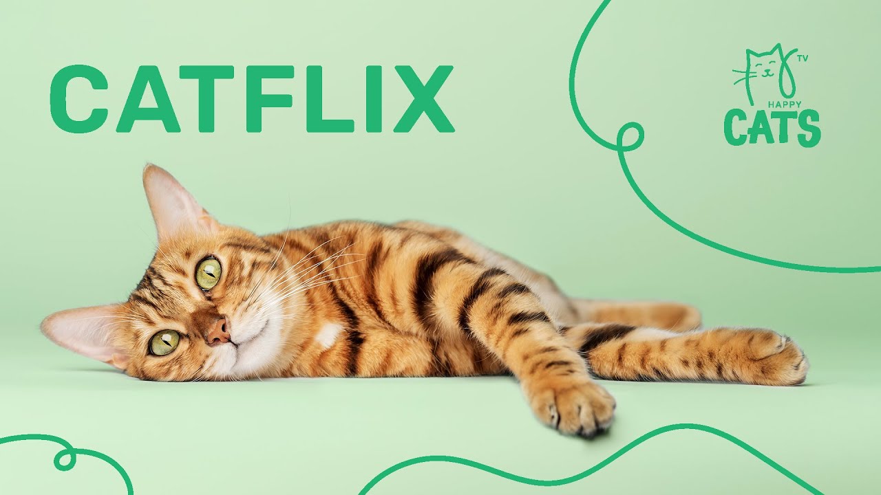 HAPPY and Active CATS: VIDEOS Designed for Their Enjoyment - YouTube