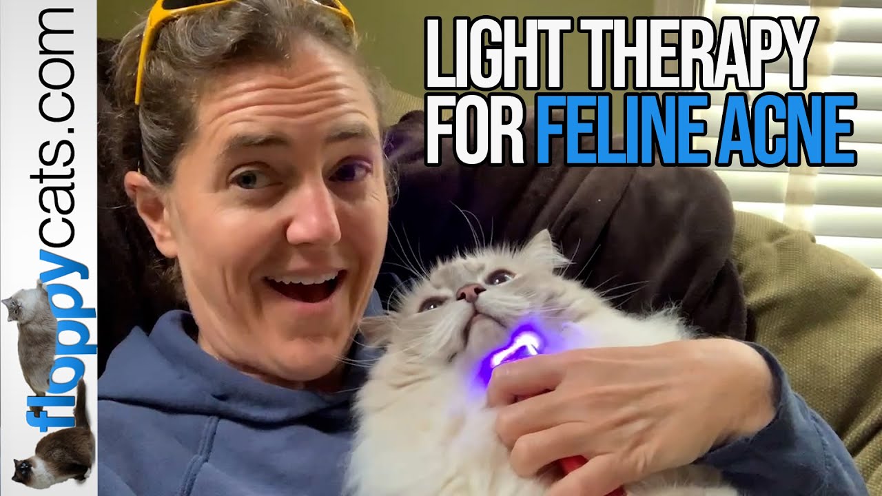 Photonic Light Therapy For Cats | Shelly Lighting