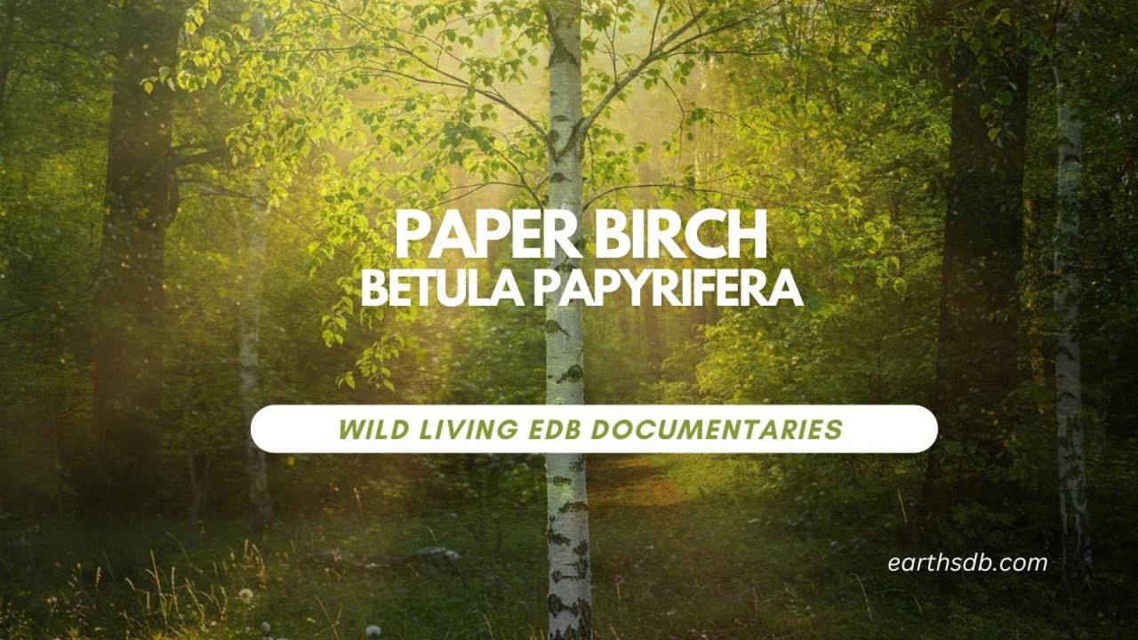 Paper Birch Short Documentary with Caleb & Freya includes some North American Indian cultural ...