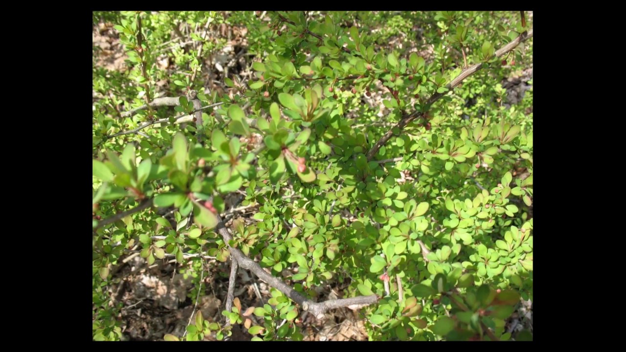 Ticks, Mice, and Japanese Barberry - YouTube