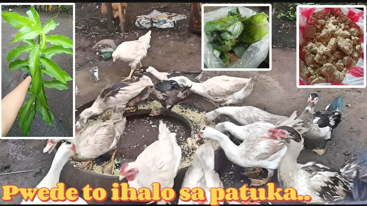 Mga halaman/gulay na pwede ihalo sa feeds ng alagang hayop (Part 2 ...