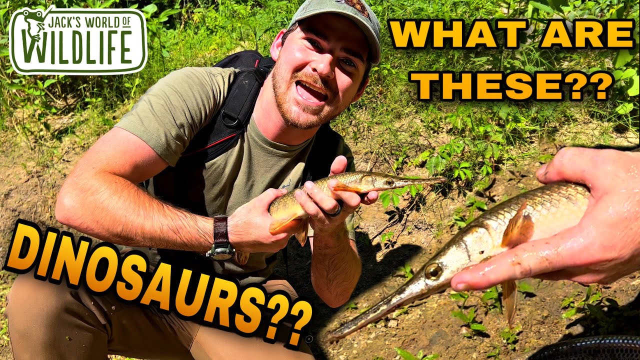 DINOSAUR FISH? I Caught One! Spotted Gar ADVENTURE! - YouTube