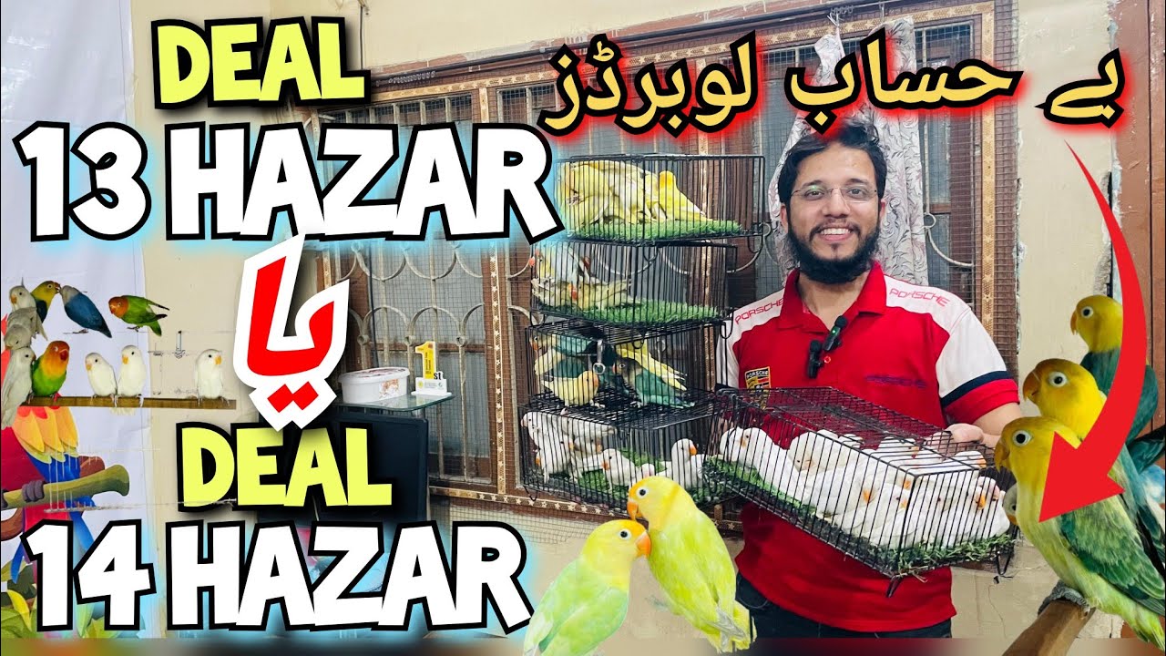 Deal 13 Hazar Yaa 14 Hazar 😍 | be hisaab lovebirds | DNA k liye birds ...