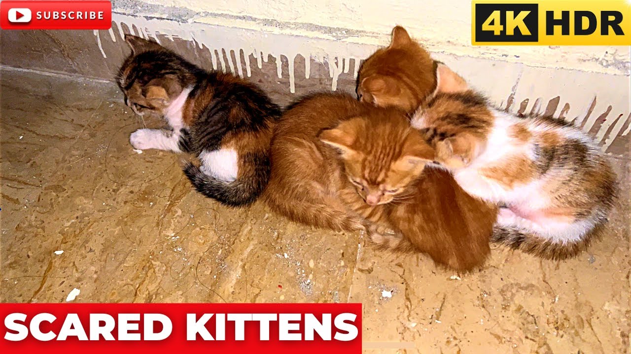 Scared New Born Kittens | 4K HDR Baby Cat Meowing | #cutekitty - YouTube