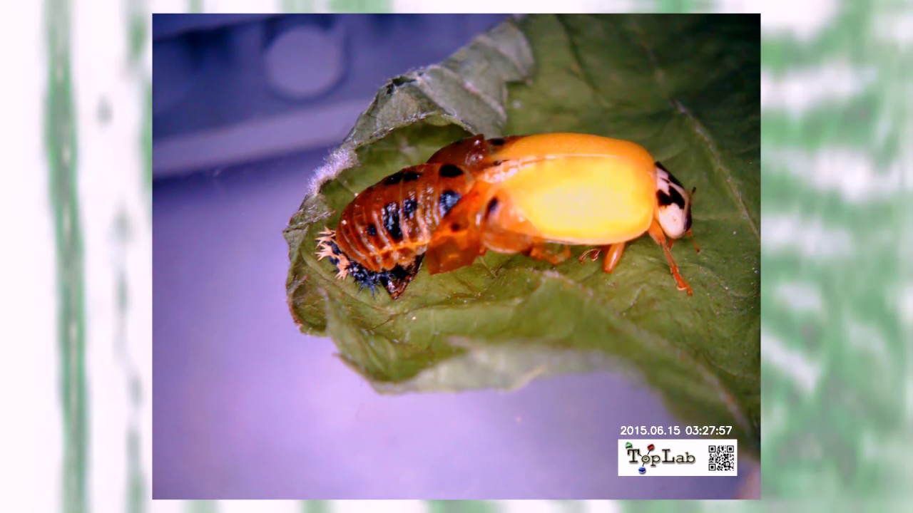 eclosing Ladybugs - research with and for kids - YouTube