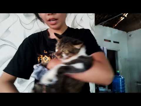kucing gimbal bersama Rahma Nisa Al qu'geru - YouTube