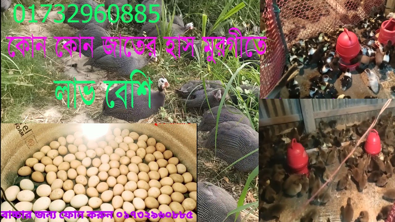 #new video has murgi bacca#সকল হাস মুরগীর বাচ্চা # has murgir bacca ...